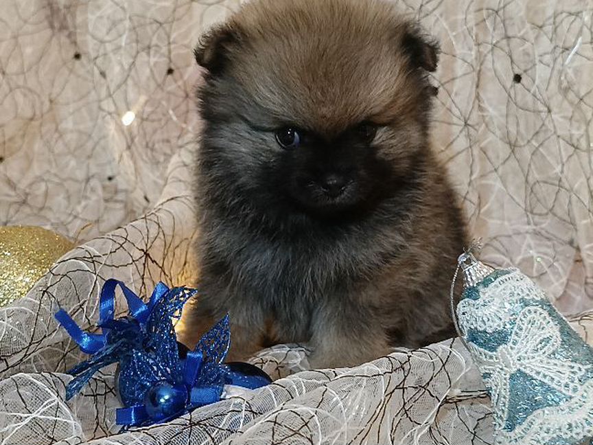 Щенки шпица