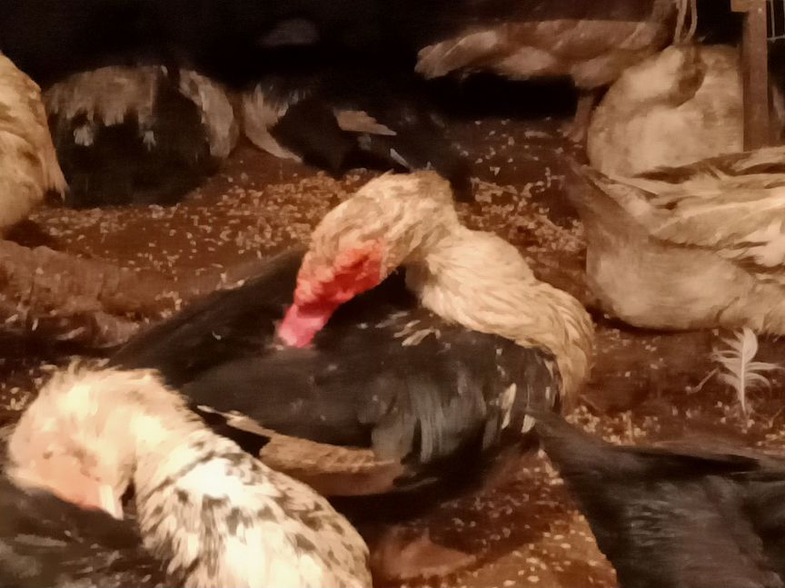 Продам или объменяю