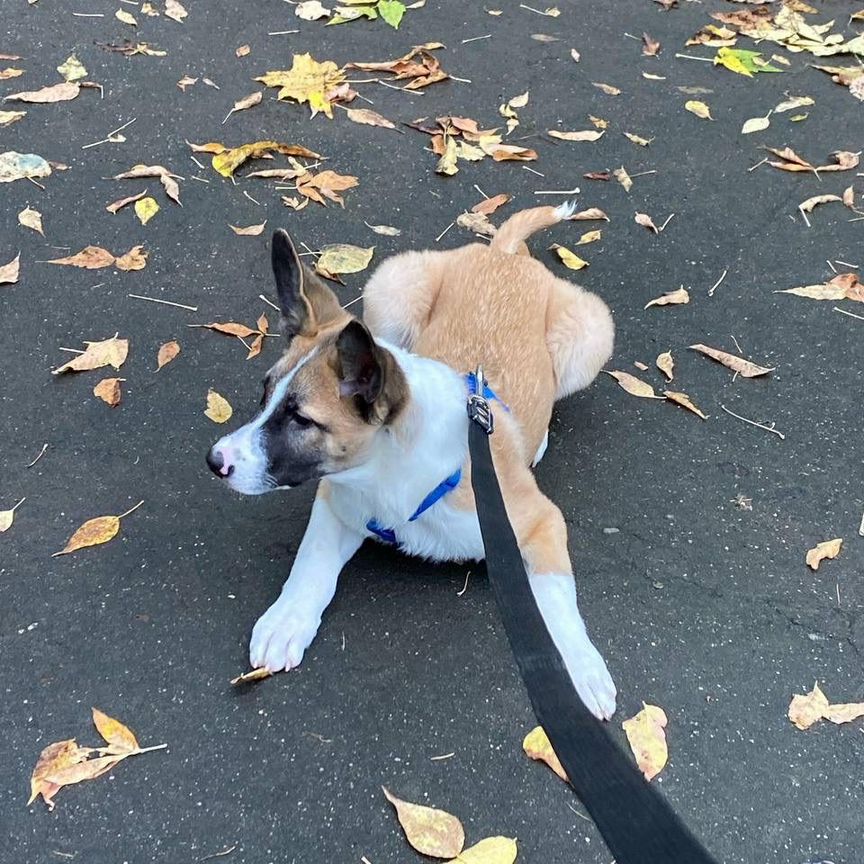 Щенок Коломбо ищет свой дом