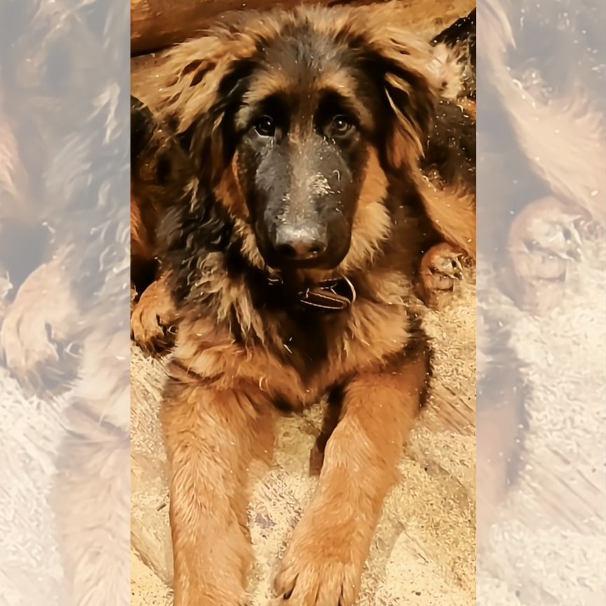 Немецкая овчарка, щенок