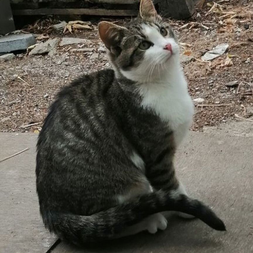 Котёнок в добрые руки