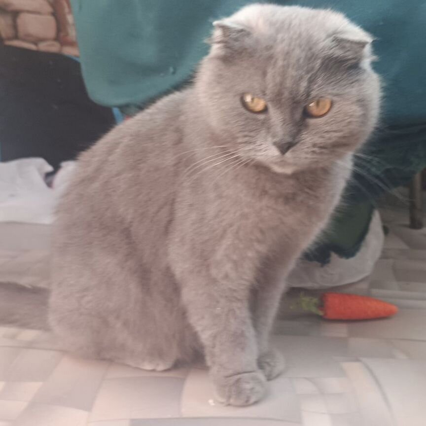 Шотландская вислоухая короткошёрстная, взрослая кошка