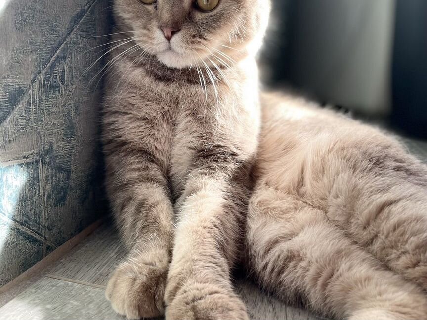 Шотландский вислоухий кот "Брюс"