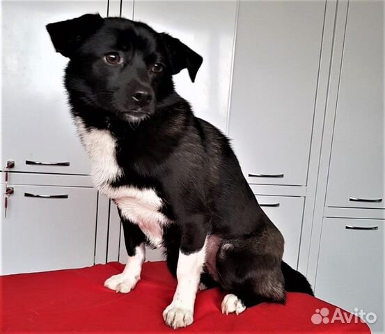 Маленькая собачка Марта ищет дом