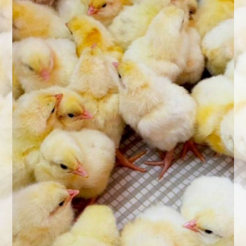 Цыплята бройлеры росс308