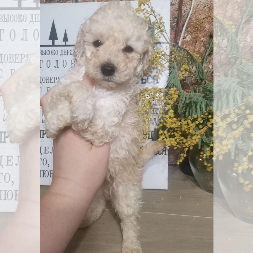 Той-пудель, щенок