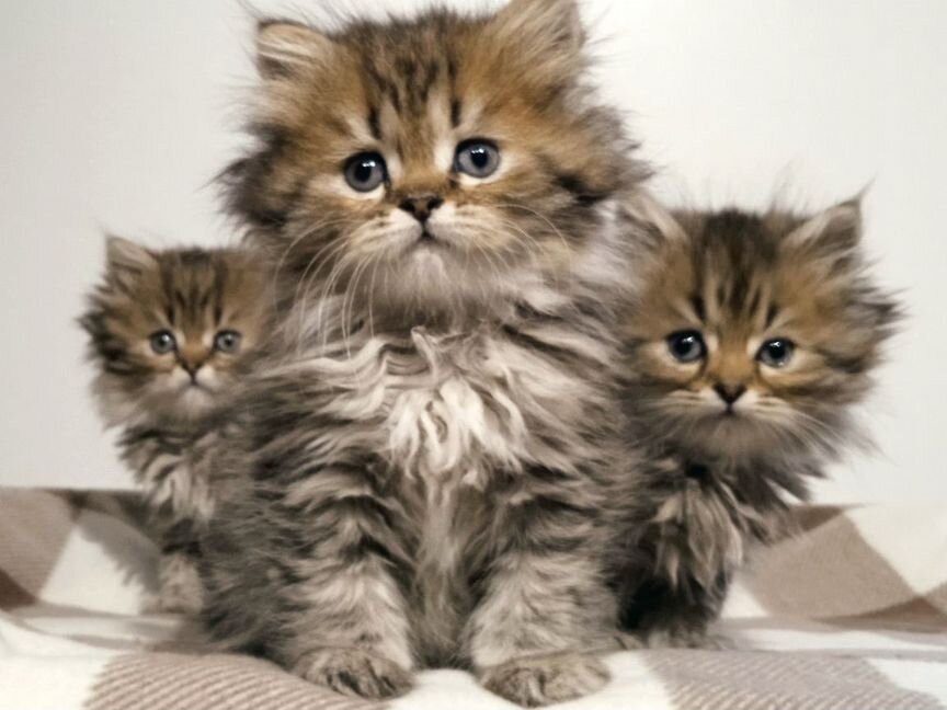 Британские котята