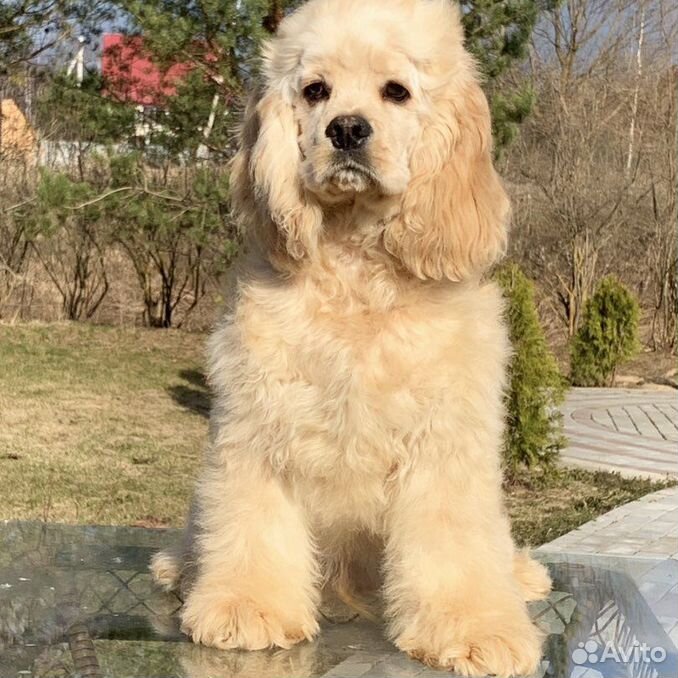 Американский кокер спаниель мальчик красавчик