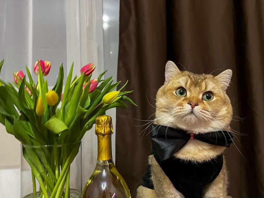 Маркус ищет себе принцессу