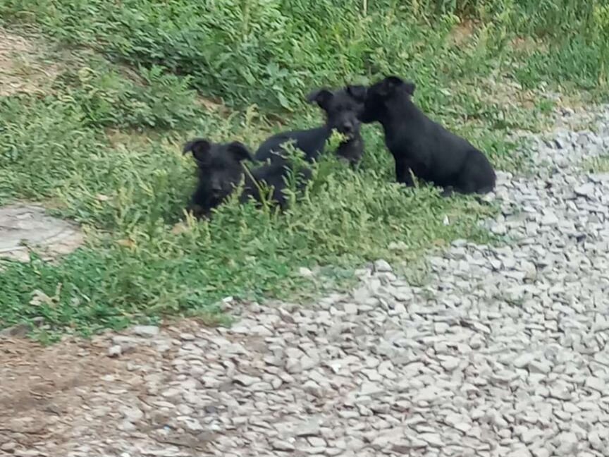 Собака в добрые руки отдам бесплатно