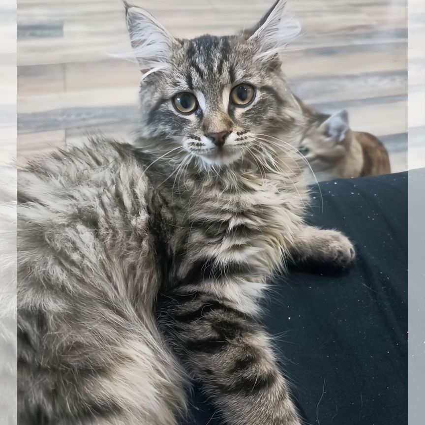 Сибирский котёнок