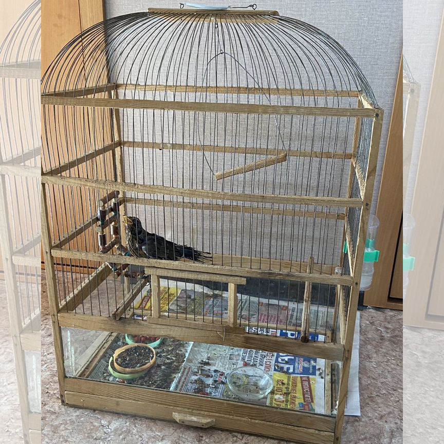 Дрозд рябинник