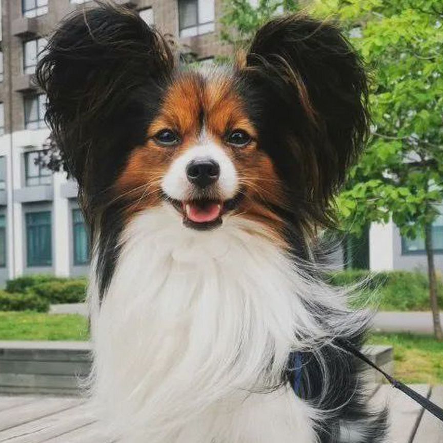 Континентальный той-спаниель папильон, взрослая собака