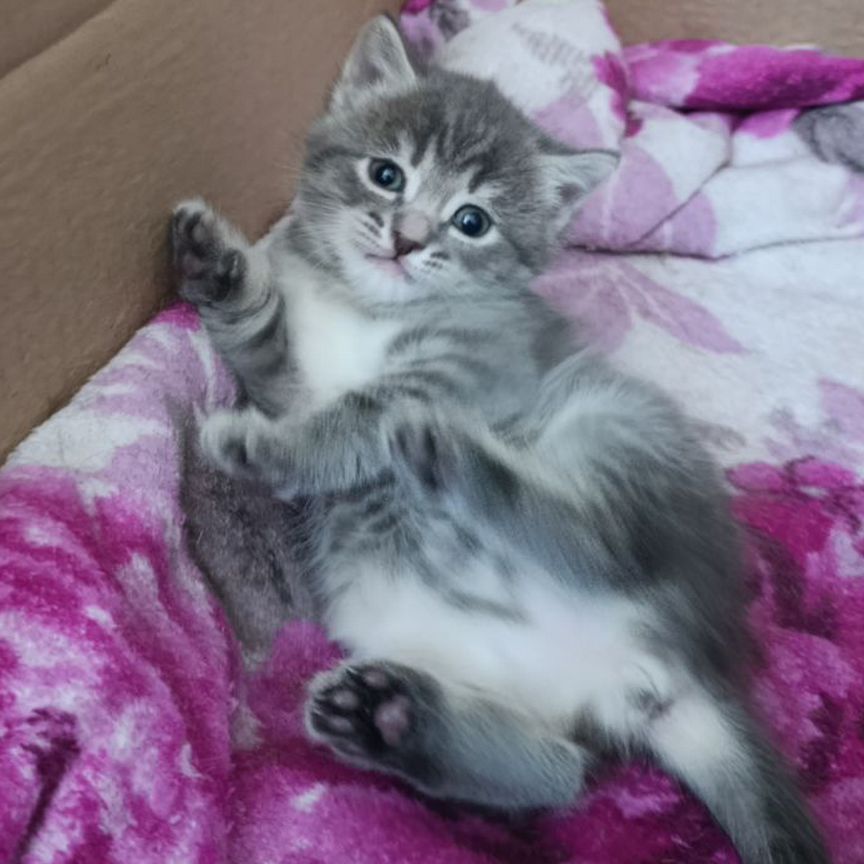 Котята