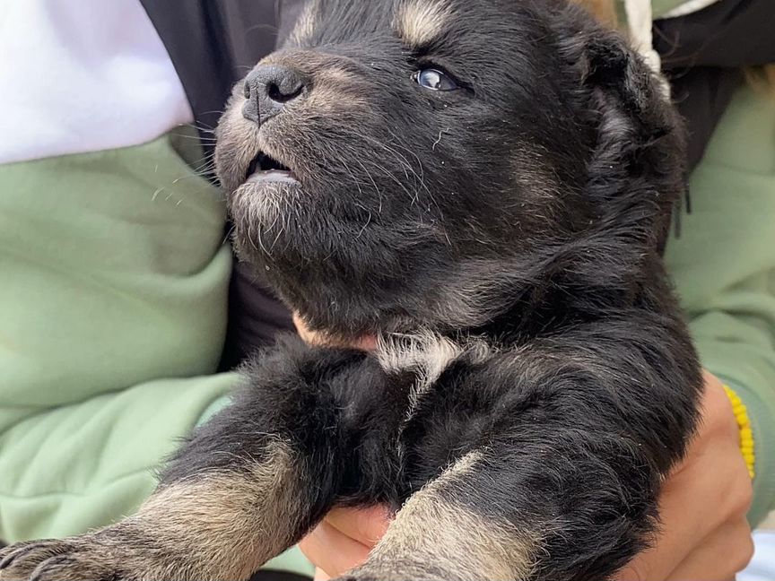 Щенок в добрые руки бесплатно (вырастет маленький)