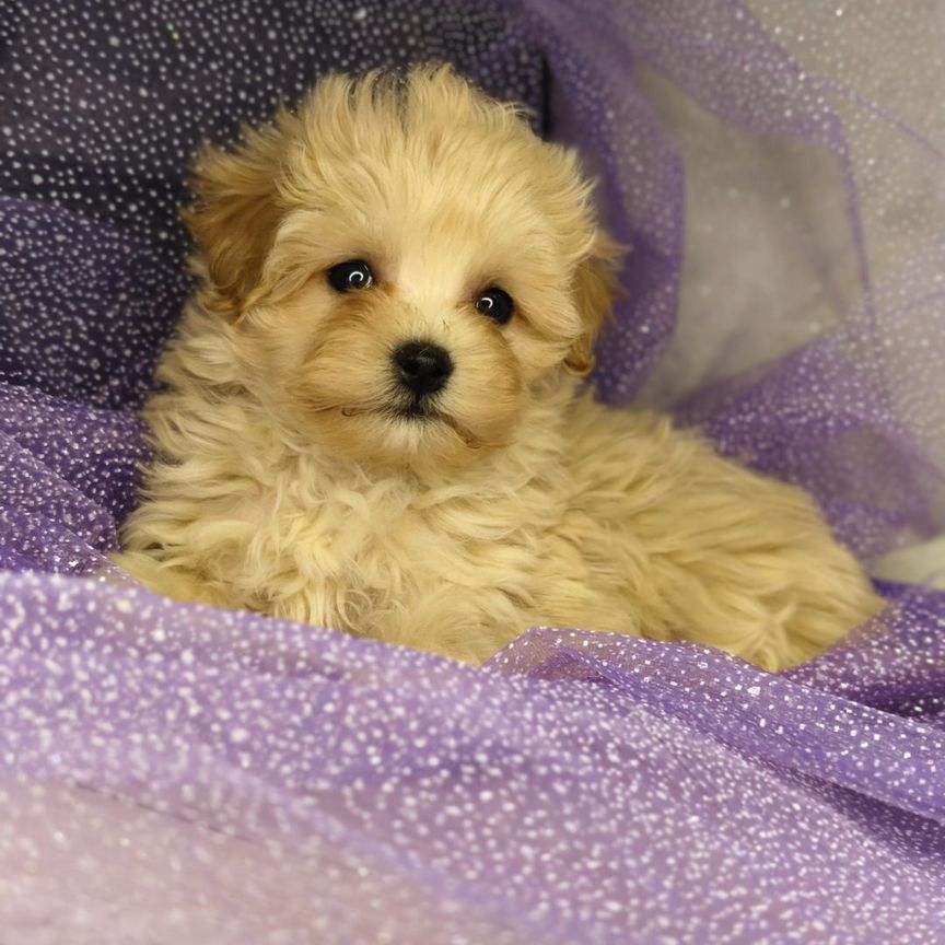 Очаровательные Мальтипу