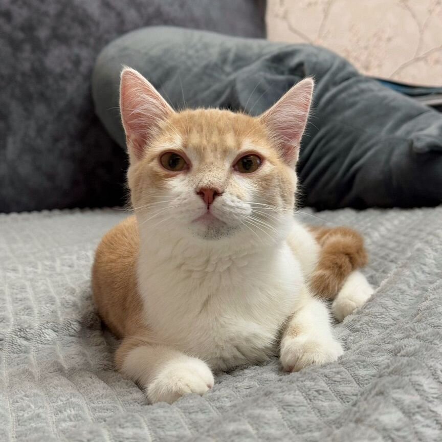 Котенок 5-6 месяцев девочка