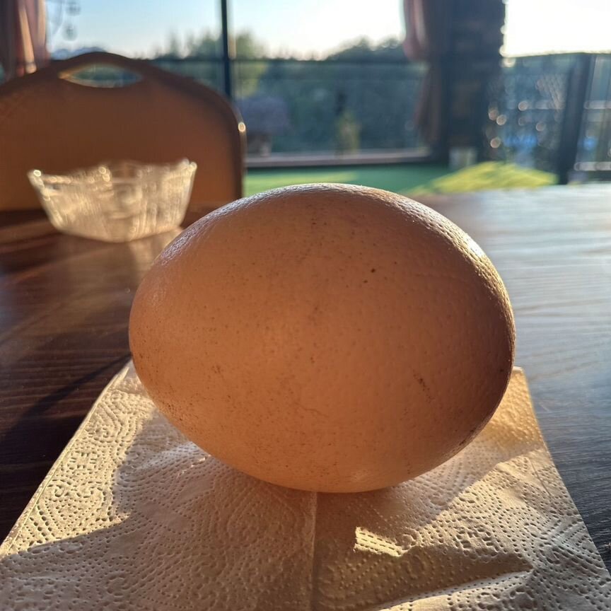 Страусиное яйцо