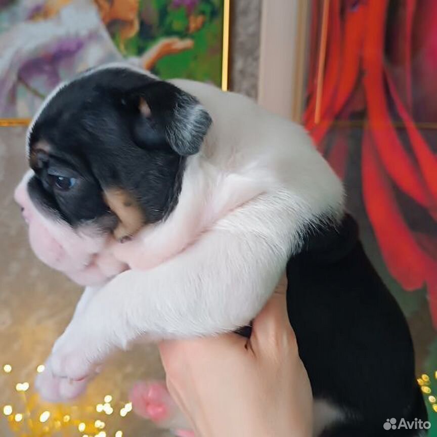 Английский бульдог