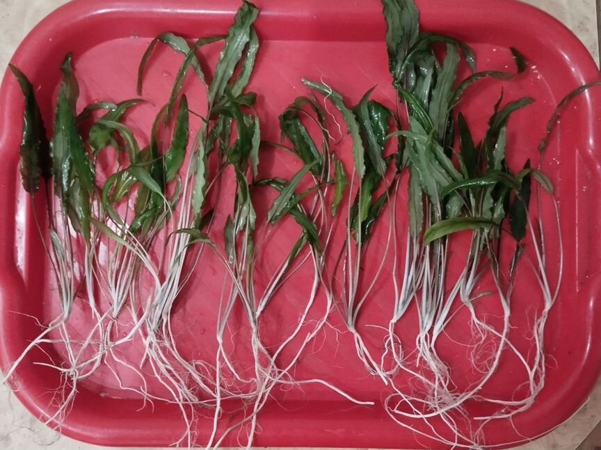 Криптокорина