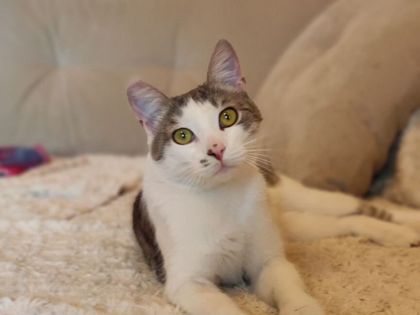 Кошка
