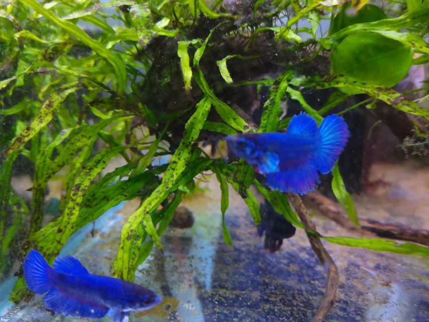 Аквариумные рыбки