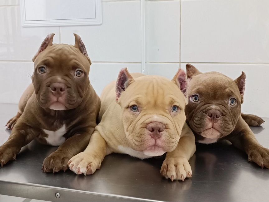 Щенки американский булли
