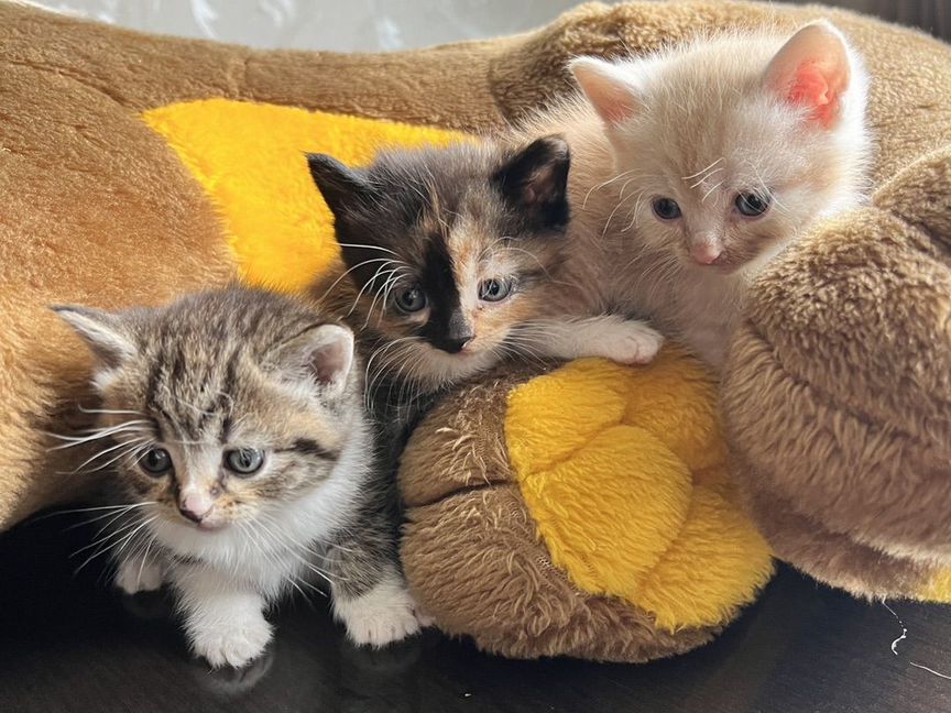 Отдам котят в хорошие руки