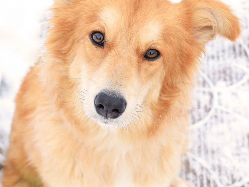 Красавица Лиса 10 мес ищет дом