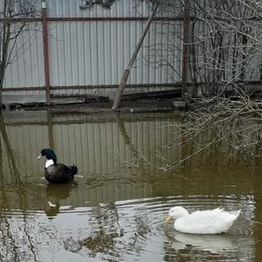 Утки селезень