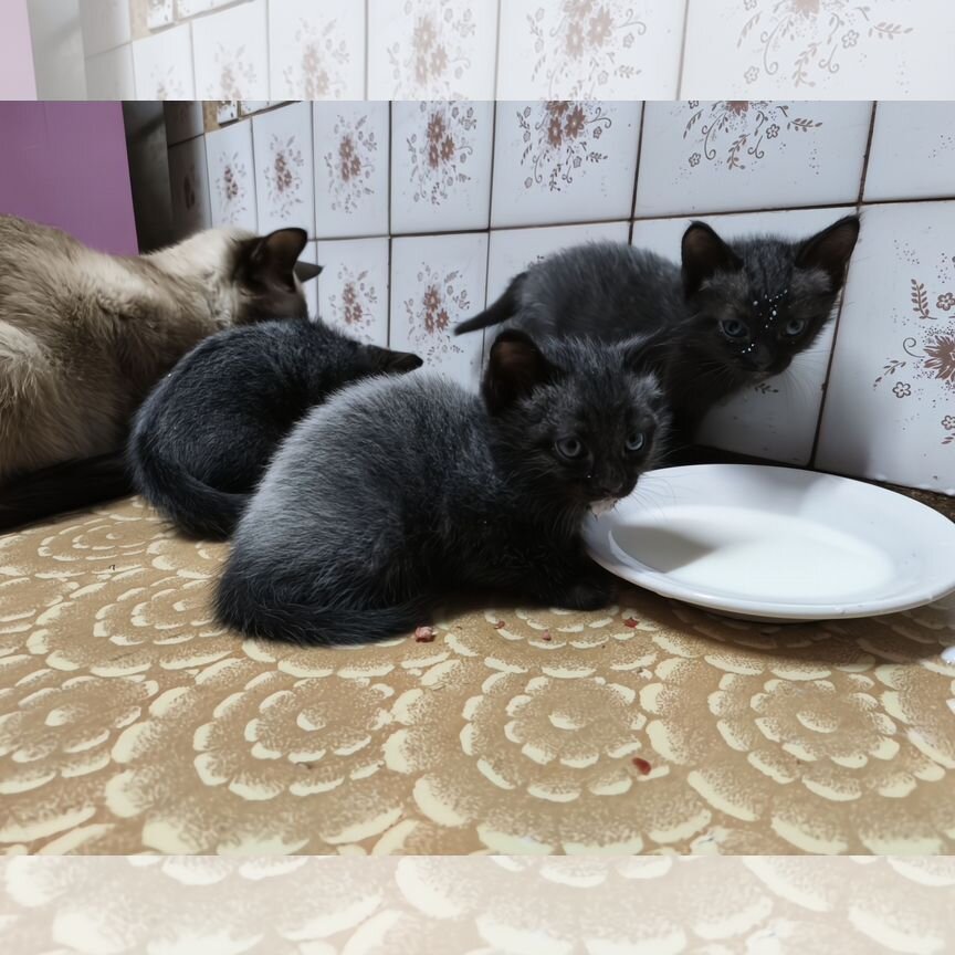 Сиамский котёнок