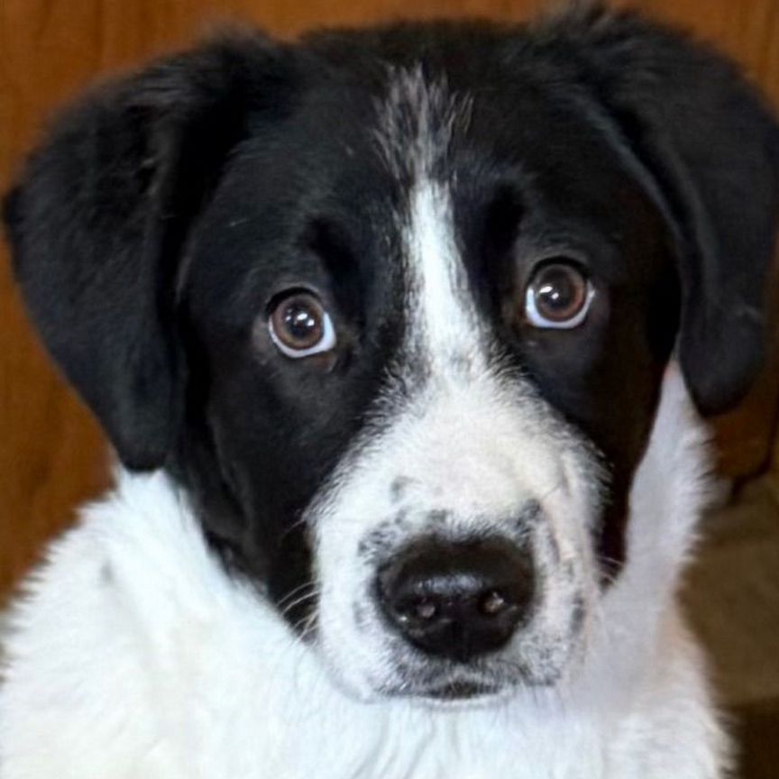 Щенок в добрые руки