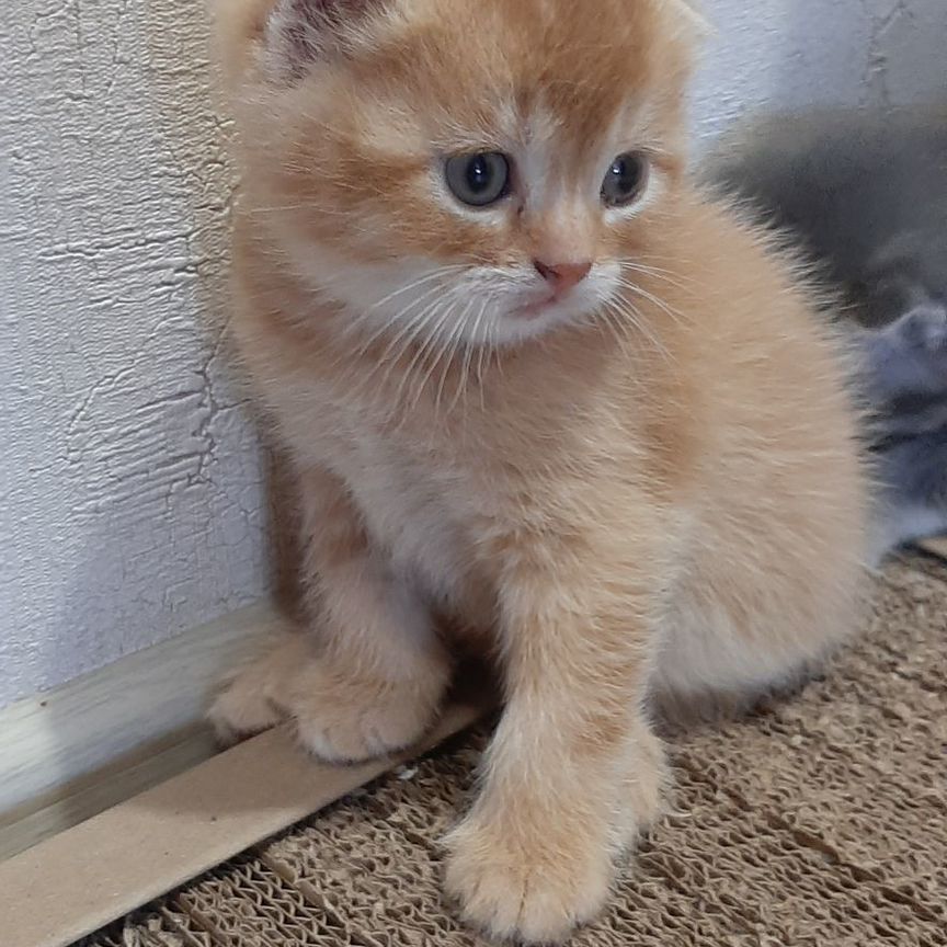 Шотландские котята