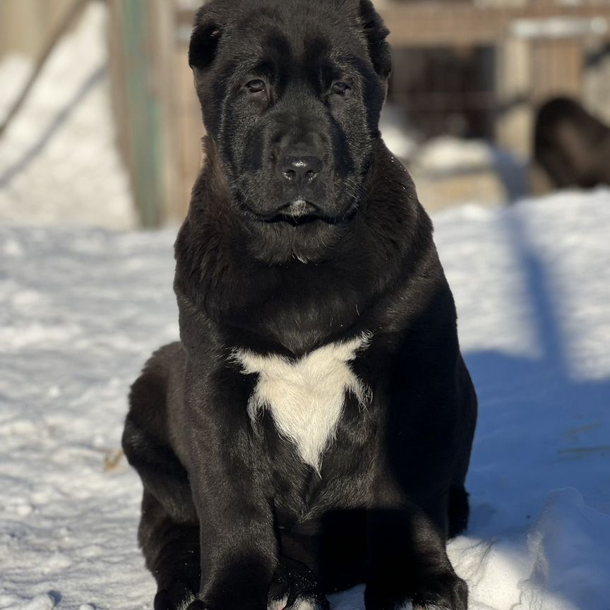 Среднеазиатская овчарка, щенок