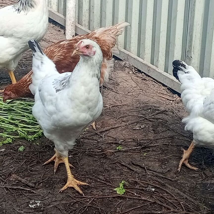 Куры доминант 107