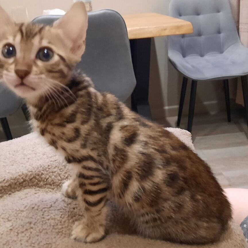 Бенгальская кошка