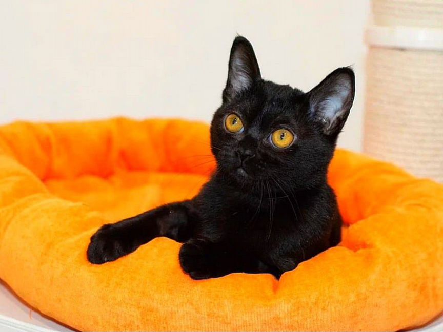 Котята бомбей