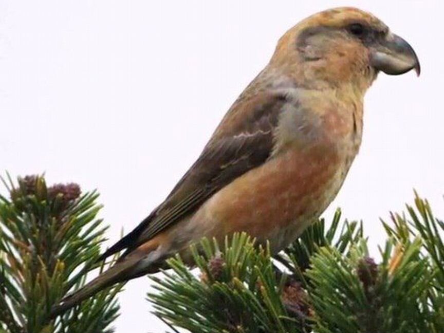 Продам певчих птиц