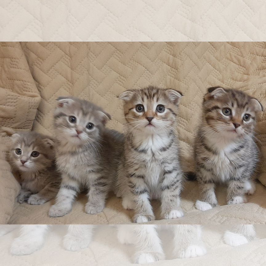 Шотландский вислоухий короткошёрстный котёнок