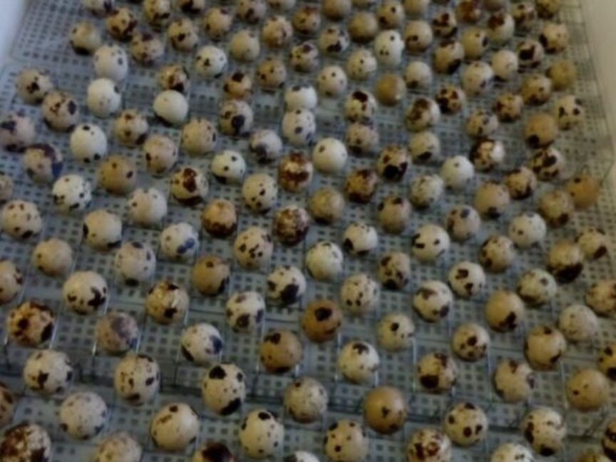 Продаю инкубационные яйца