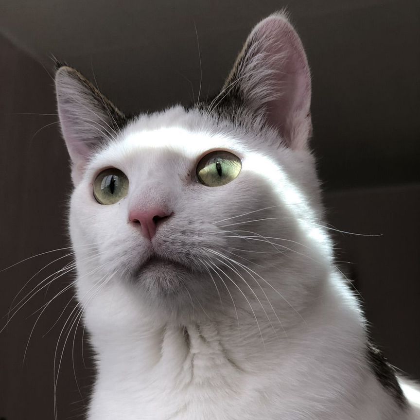 Котик В добрые руки