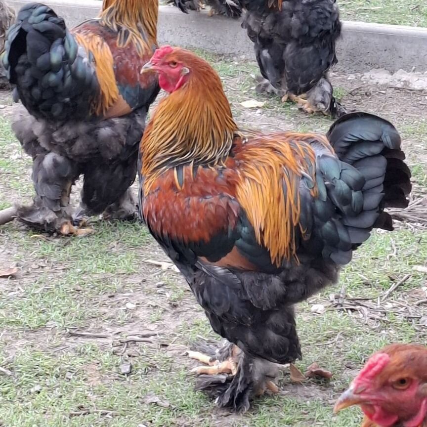 Петух брама куропатчатая 6,5месяцев