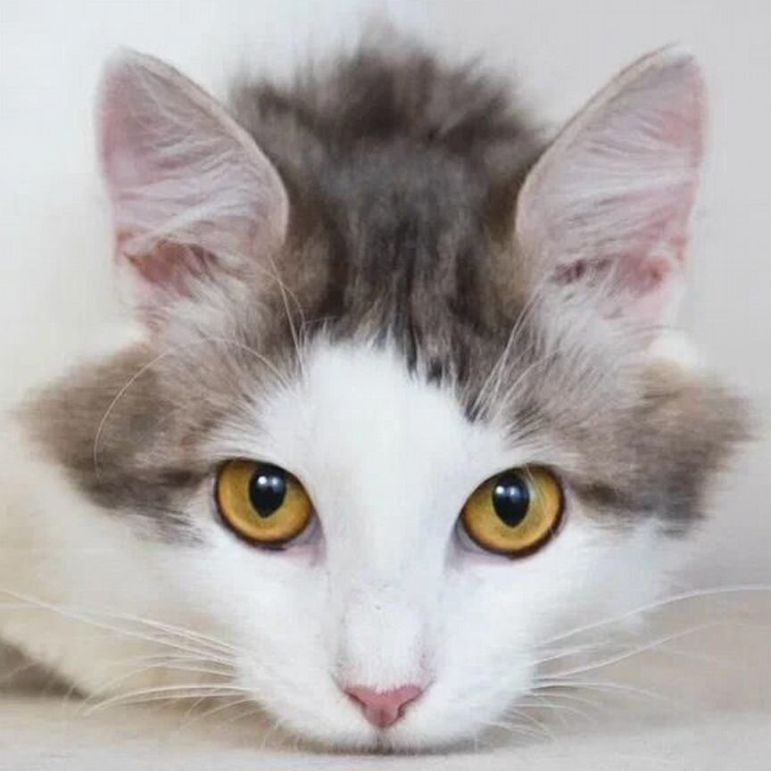 Котенок