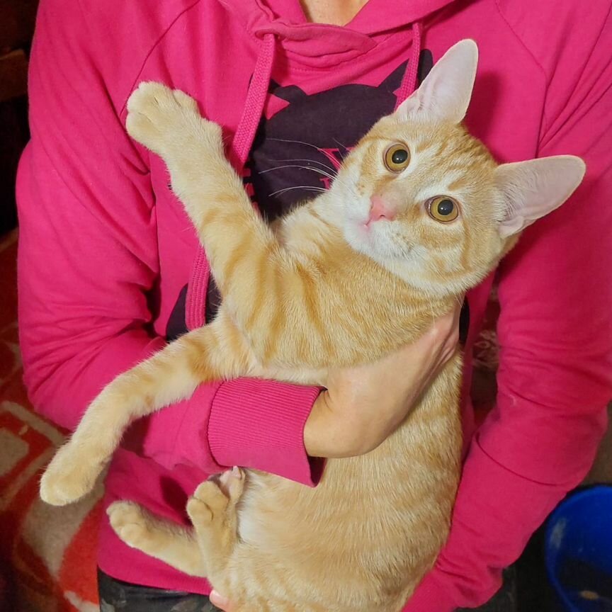 Рыжие котята братья