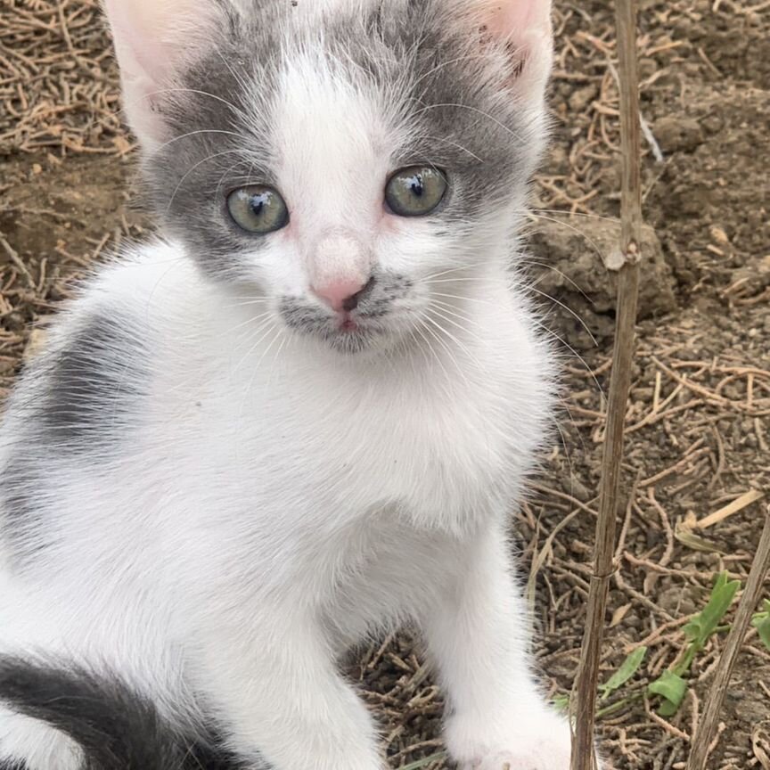 Маленькие котята ищут дом