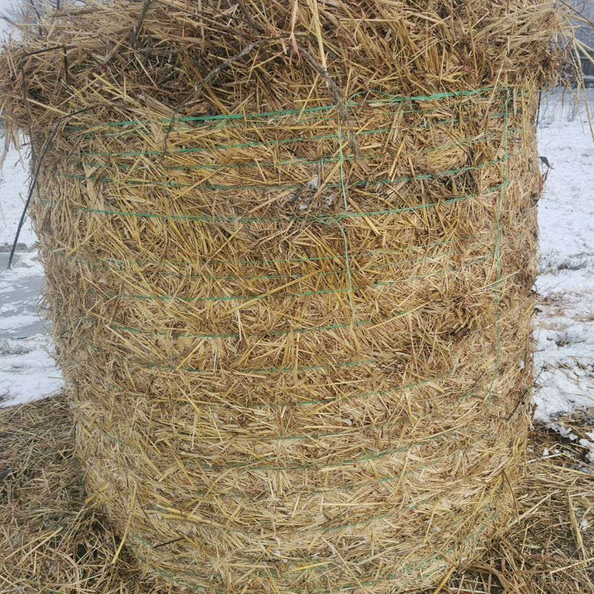 Продам сено в рулонах