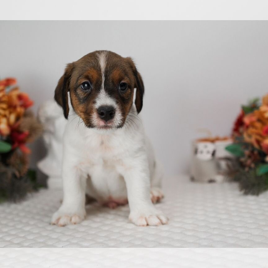 Щенки джек рассел терьер брокен