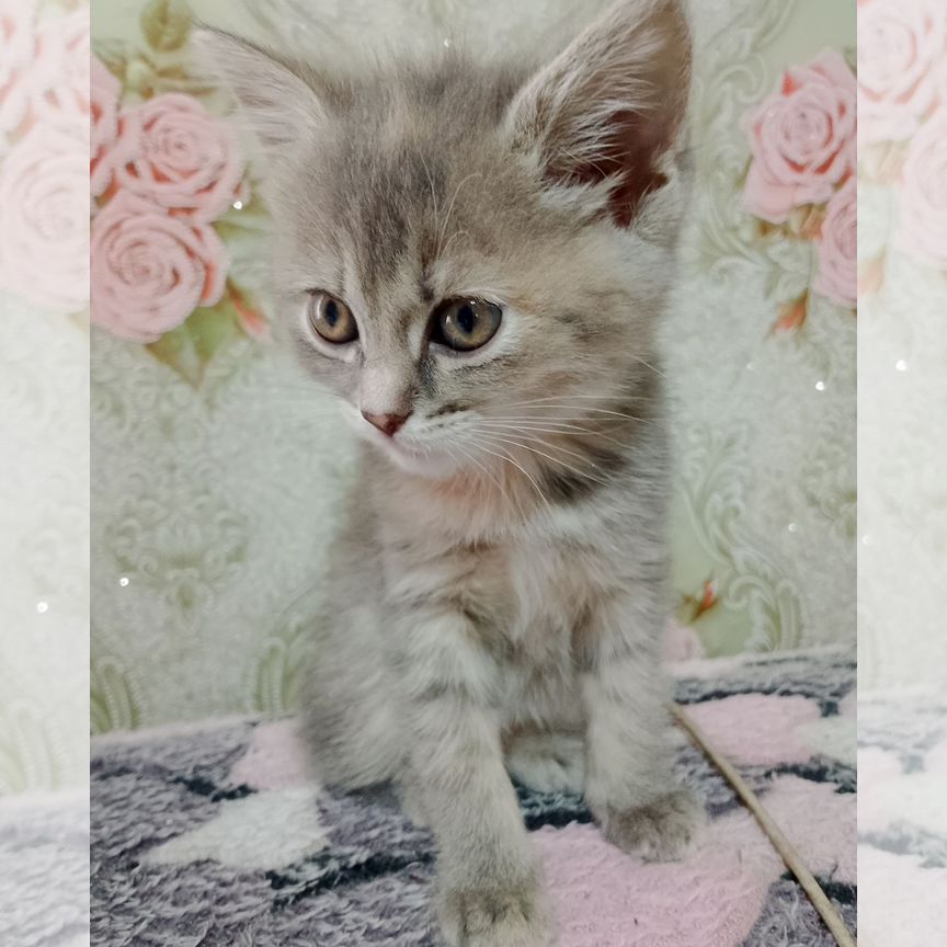Котёнок в добрые руки