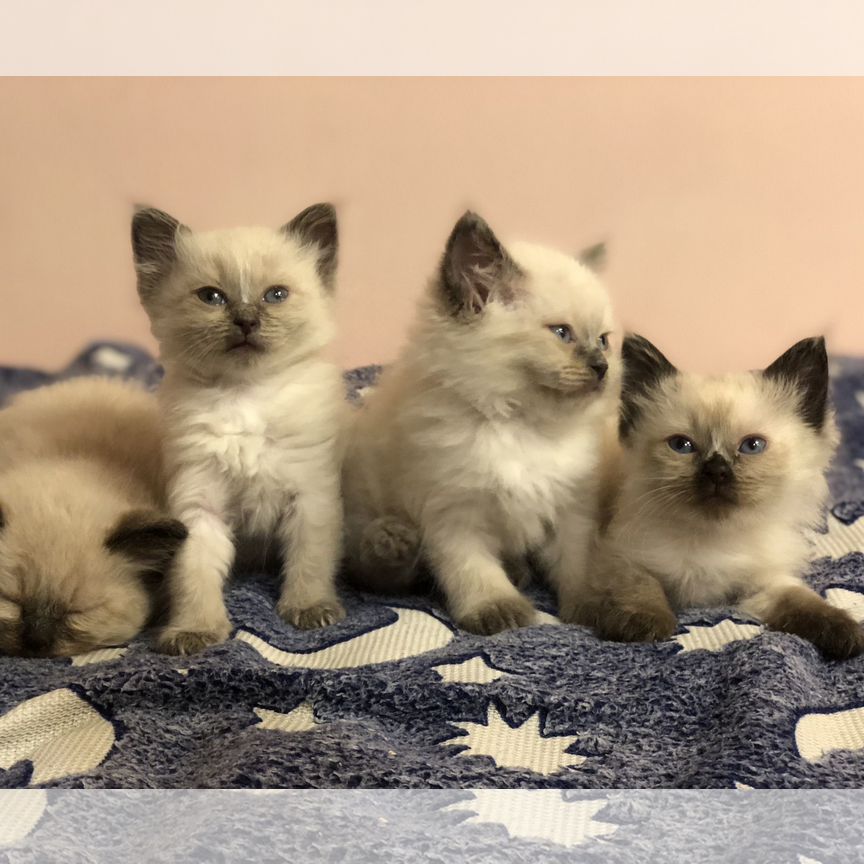 Котята невские маскарадные