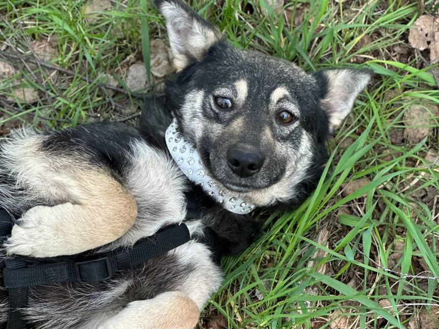 Миниатюрная собачка из приюта